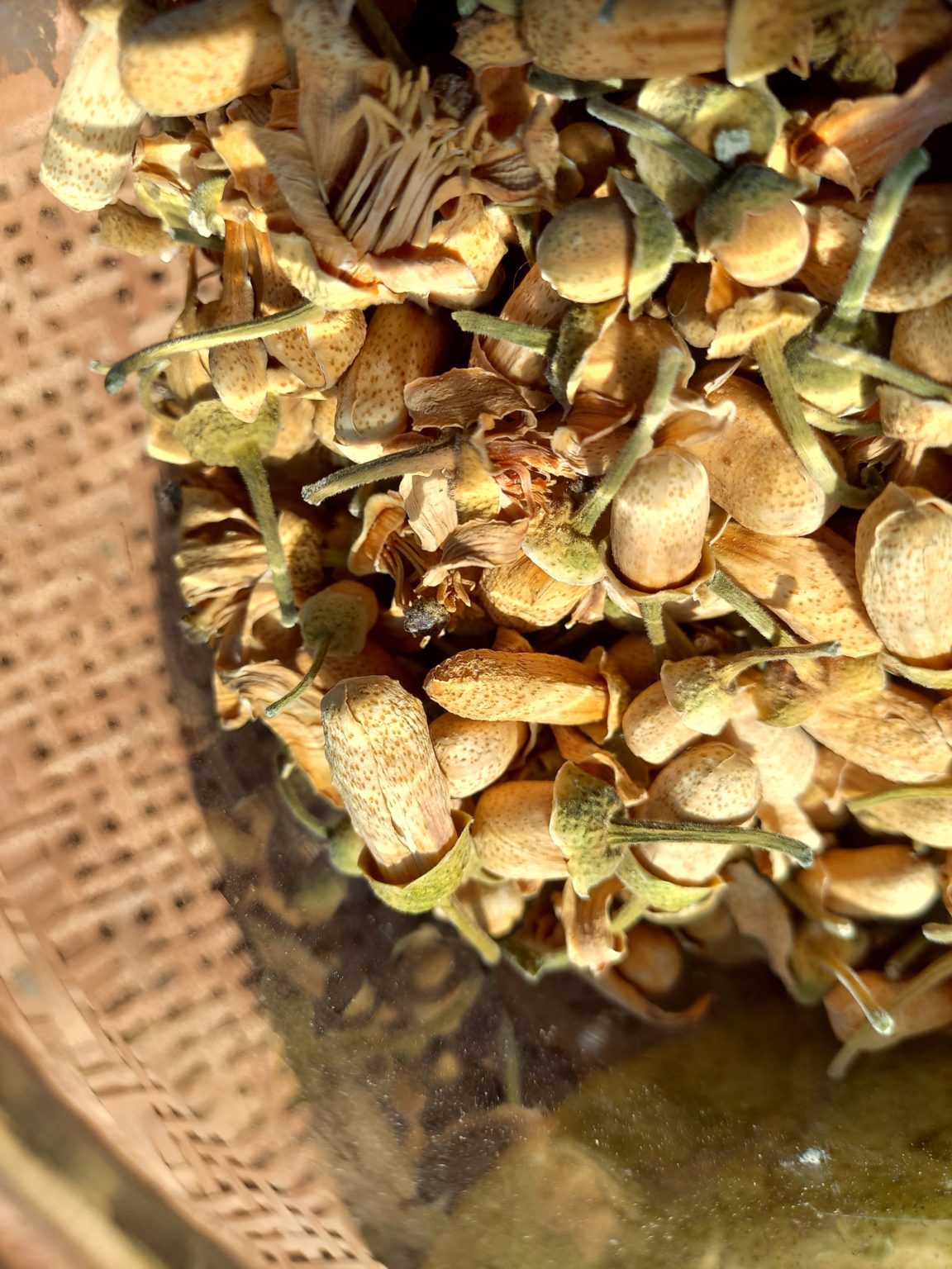 Elixir de fleurs de Pamplemousse | Feuilles et Fleurs