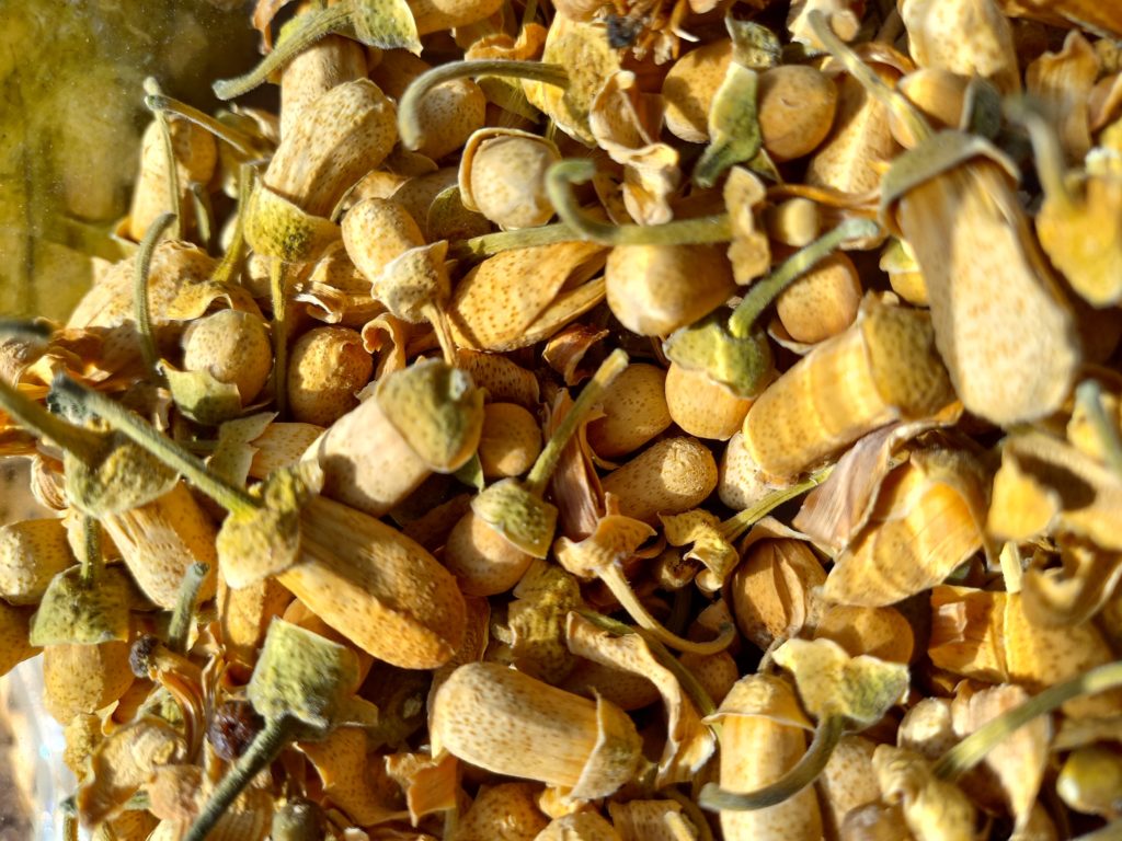 Elixir de fleurs de Pamplemousse | Feuilles et Fleurs